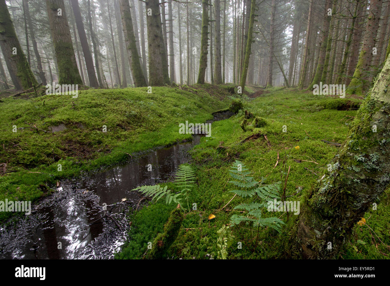 Crown Forest Bois-Grand - Livradois-Forez Auvergne France Stock Photo ...