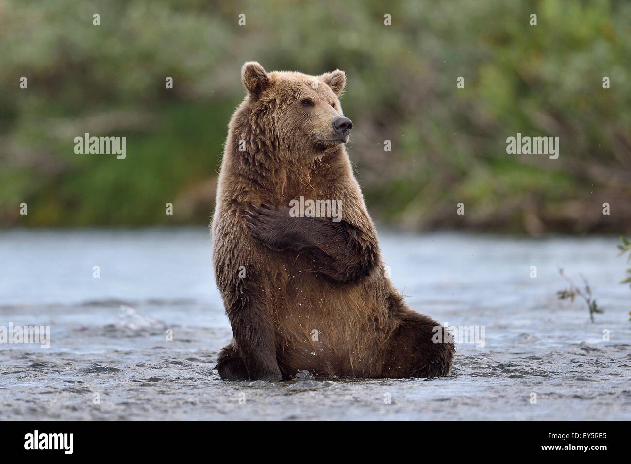 Grizzly sitting in a river - Katmai Alaska USA tab on chest Stock Photo ...