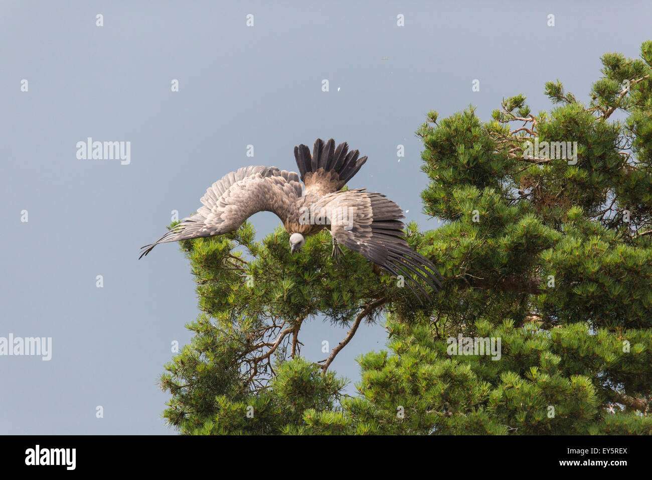 Griffon vulture flying Pine tree - Massif Central France Stock Photo ...