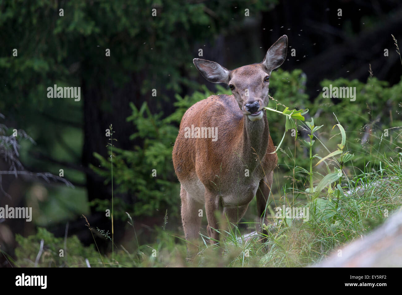 Red Deer hind eating - Alps Valais Switzerland Stock Photo - Alamy