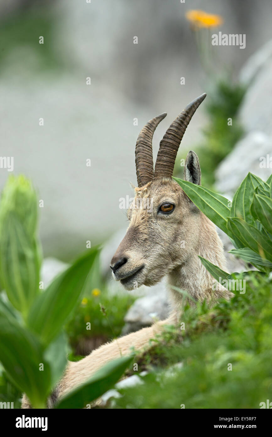 Alpine Ibex female at rest - Alps Valais Switzerland Stock Photo - Alamy