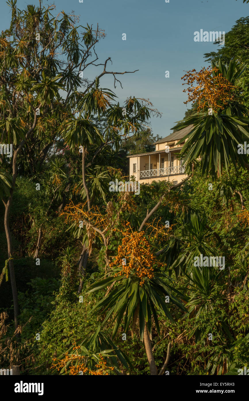 T vegetation hi-res stock photography and images - Alamy