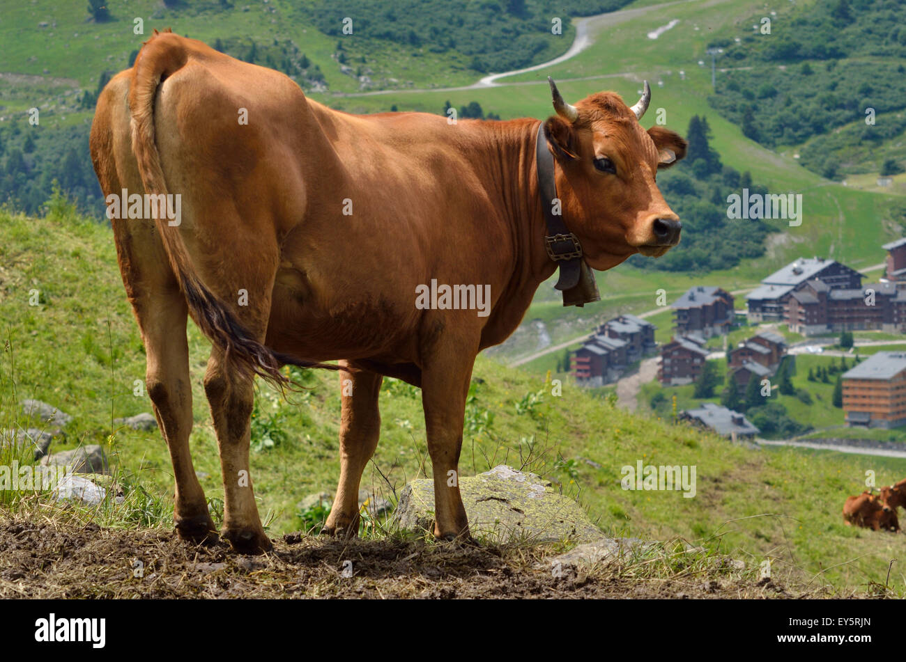 Tarentaise Cattle