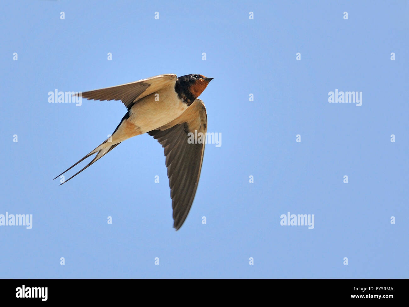 Barn Swallow Flight High Resolution Stock Photography and Images - Alamy