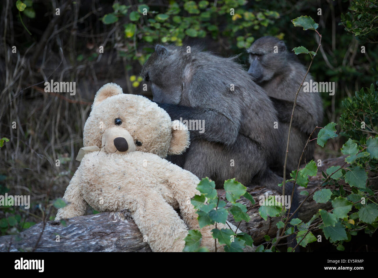 Bear baboons hi-res stock photography and images - Alamy