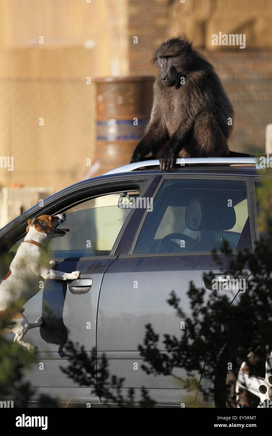 Man Like Baboon High Resolution Stock Photography and Images - Alamy