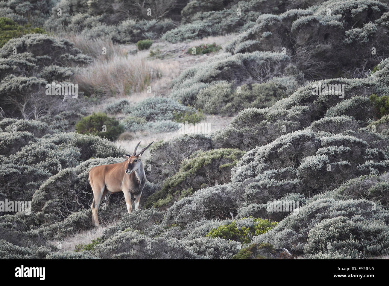 Fynbos Table Mountain High Resolution Stock Photography and Images - Alamy