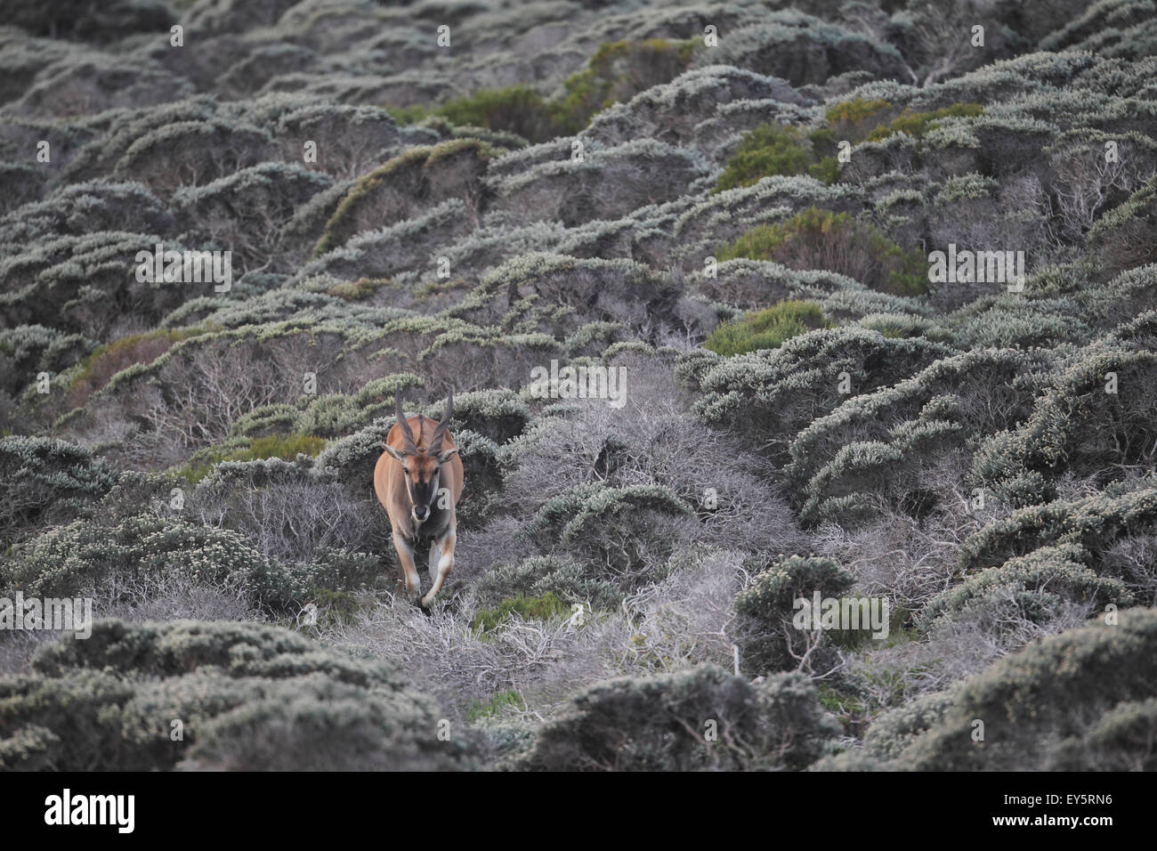Fynbos Table Mountain High Resolution Stock Photography and Images - Alamy