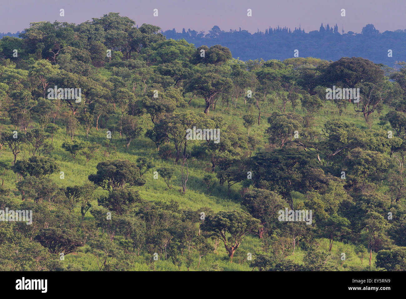 Woodland - Ruvubu Park Burundi Stock Photo - Alamy