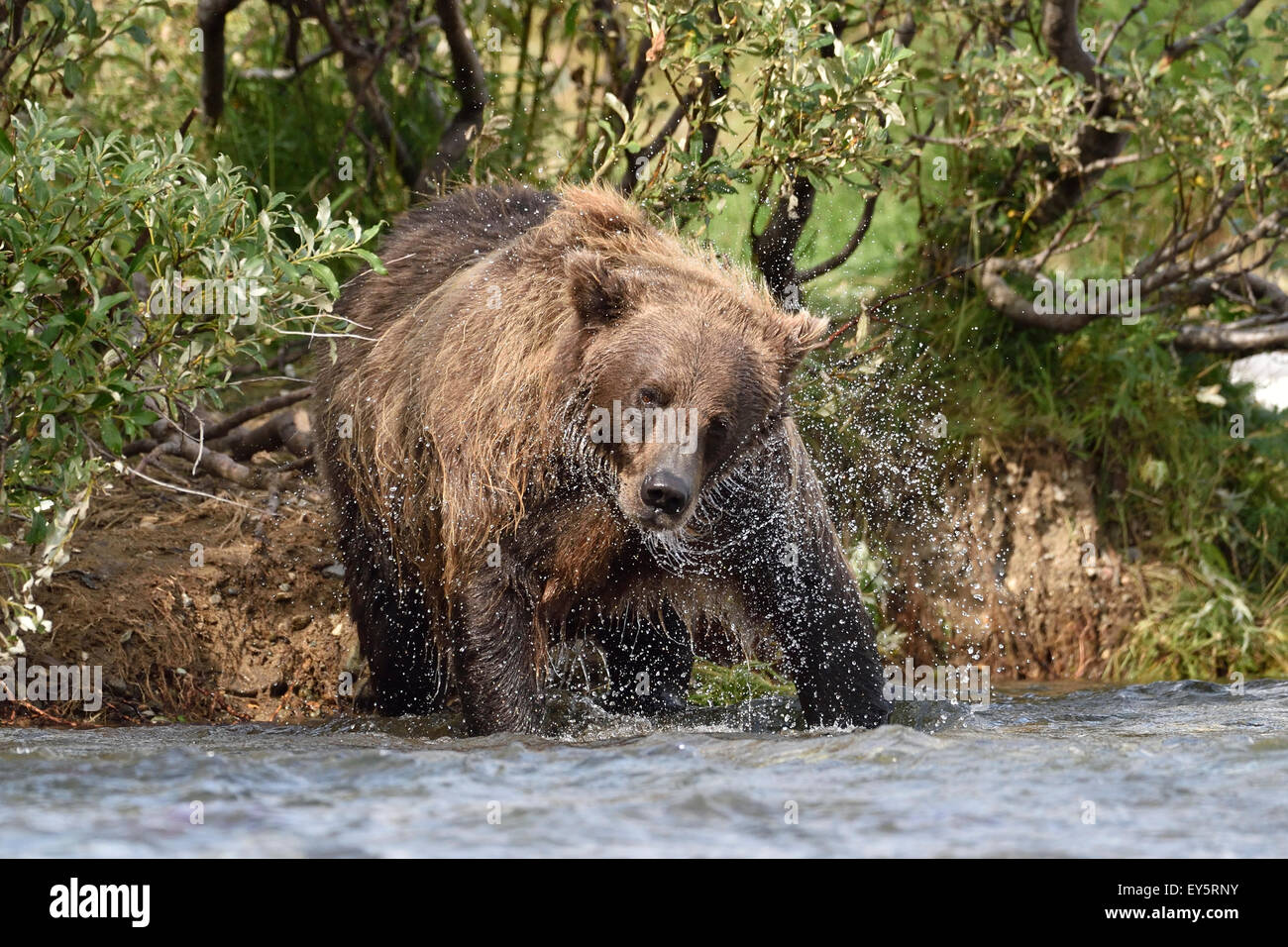 Snorting hi-res stock photography and images - Alamy
