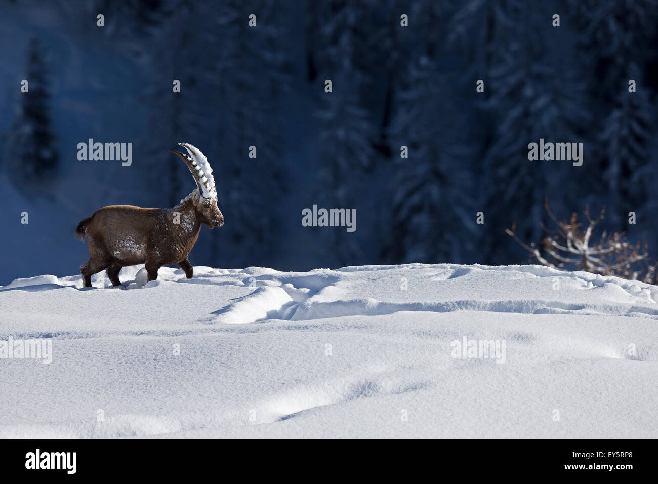 Male Ibex in the snow - Grand Paradisi Alps Italy Stock Photo - Alamy