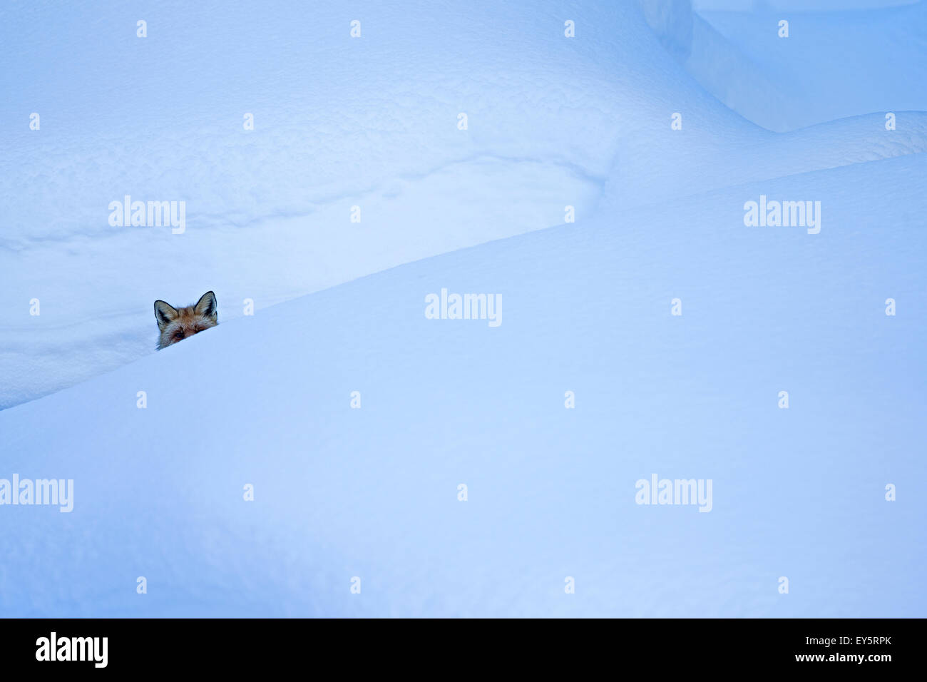 Red Fow in the snow - Grand Paradisi Alps Italy Stock Photo - Alamy