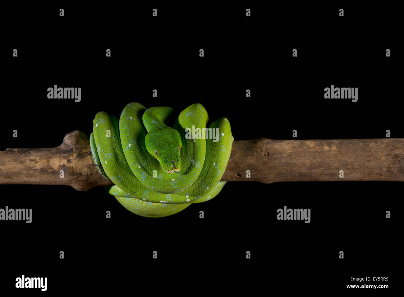 Green python coiled on a branch on black background Stock Photo - Alamy