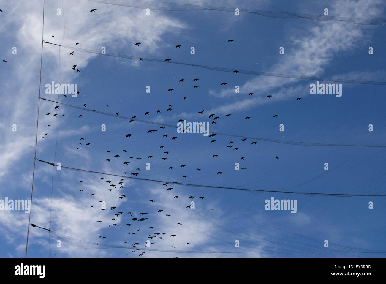 Swiss Birds High Resolution Stock Photography and Images - Alamy