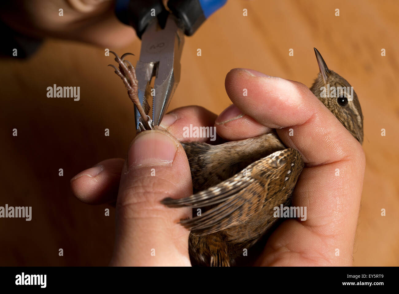 100 animal species hi-res stock photography and images - Alamy