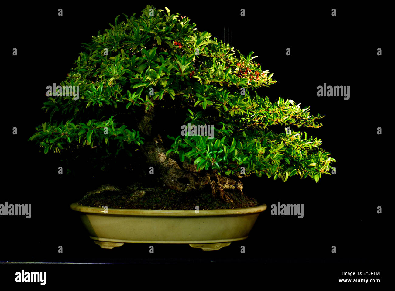 Firethorn bonsai hi-res stock photography and images - Alamy