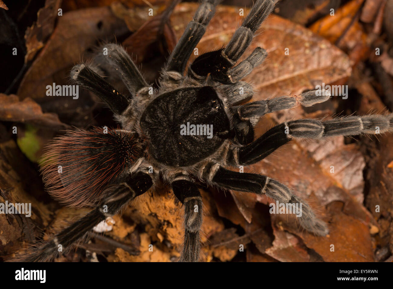 Tarentula hi-res stock photography and images - Alamy