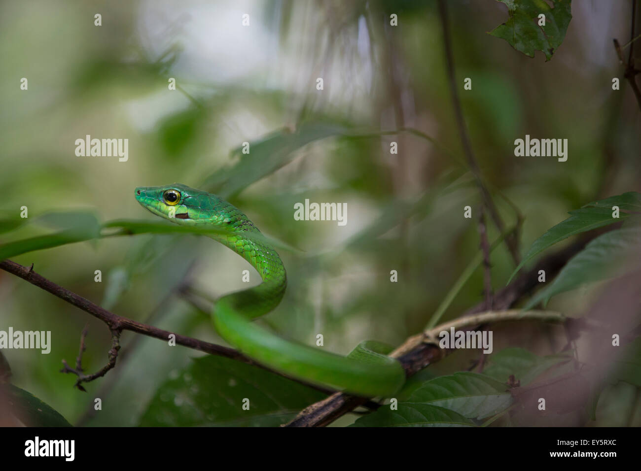 Green Vine Snake High Resolution Stock Photography and Images - Alamy