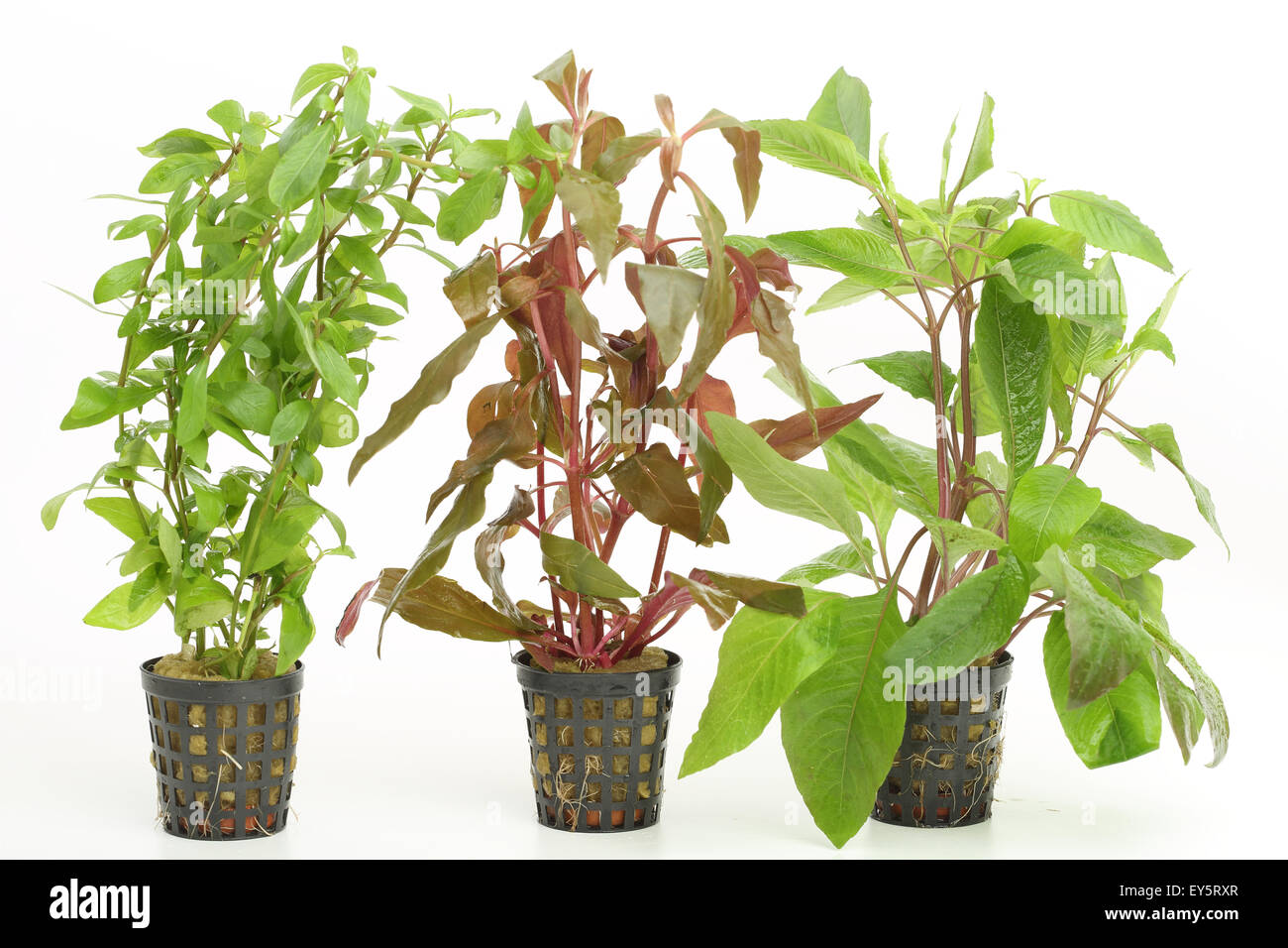 Aquatic pot on white background Stock Photo - Alamy