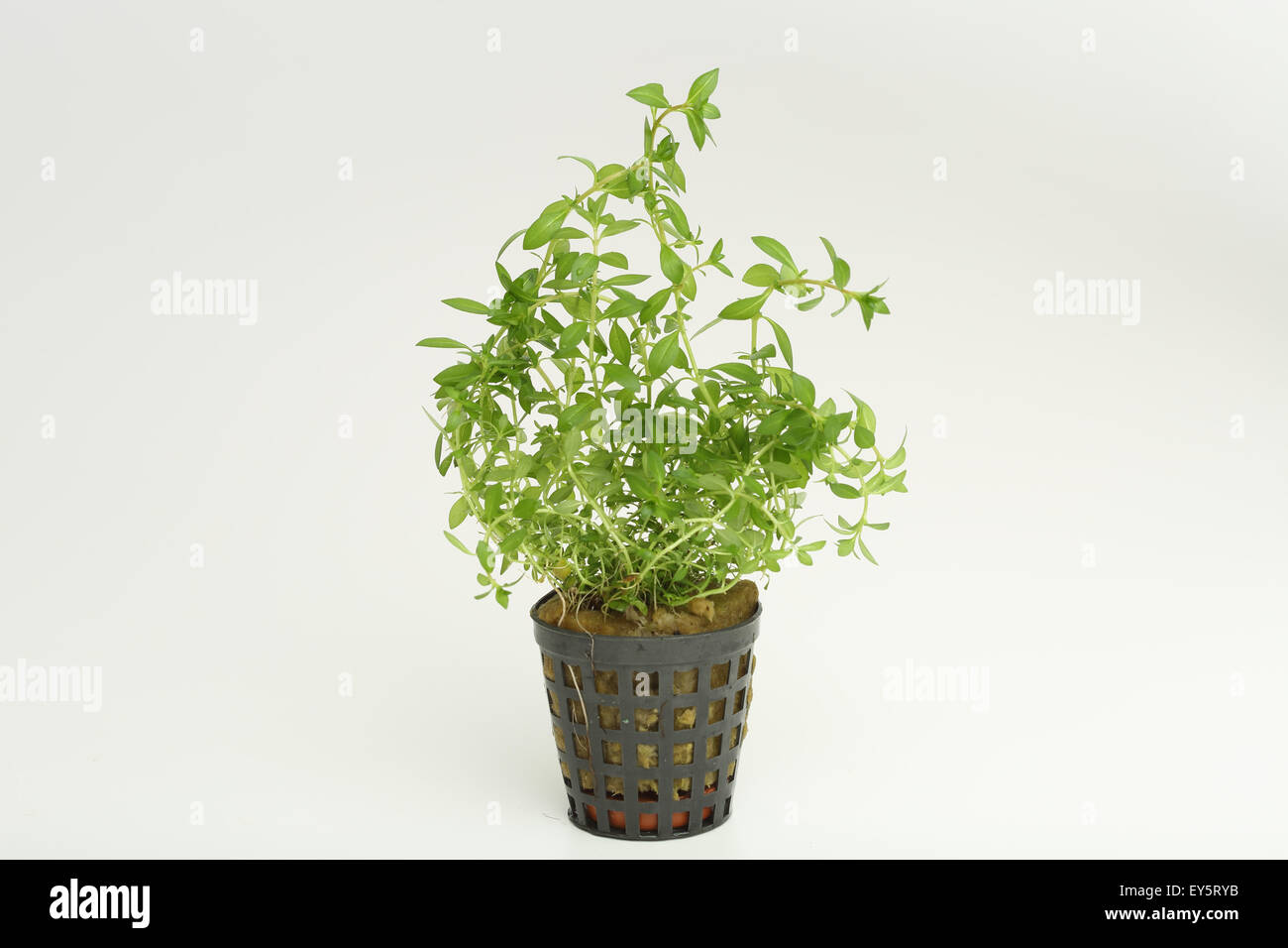 Creeping primrose willow pot on white background Stock Photo - Alamy