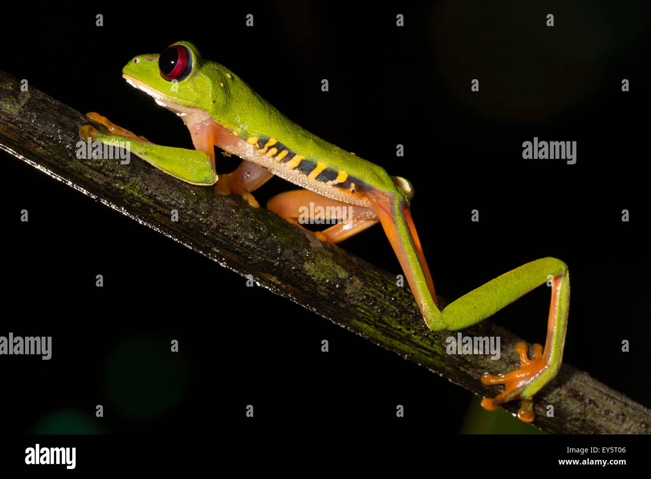 Red-eyed tree frog on branch - Barro Colorado Panama Stock Photo - Alamy