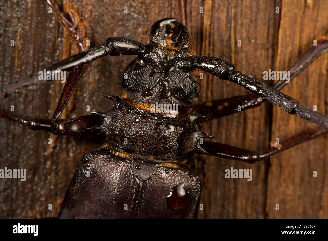 Portrait of Longhorn Beetle on bark - Barro Colorado Panama Stock Photo ...