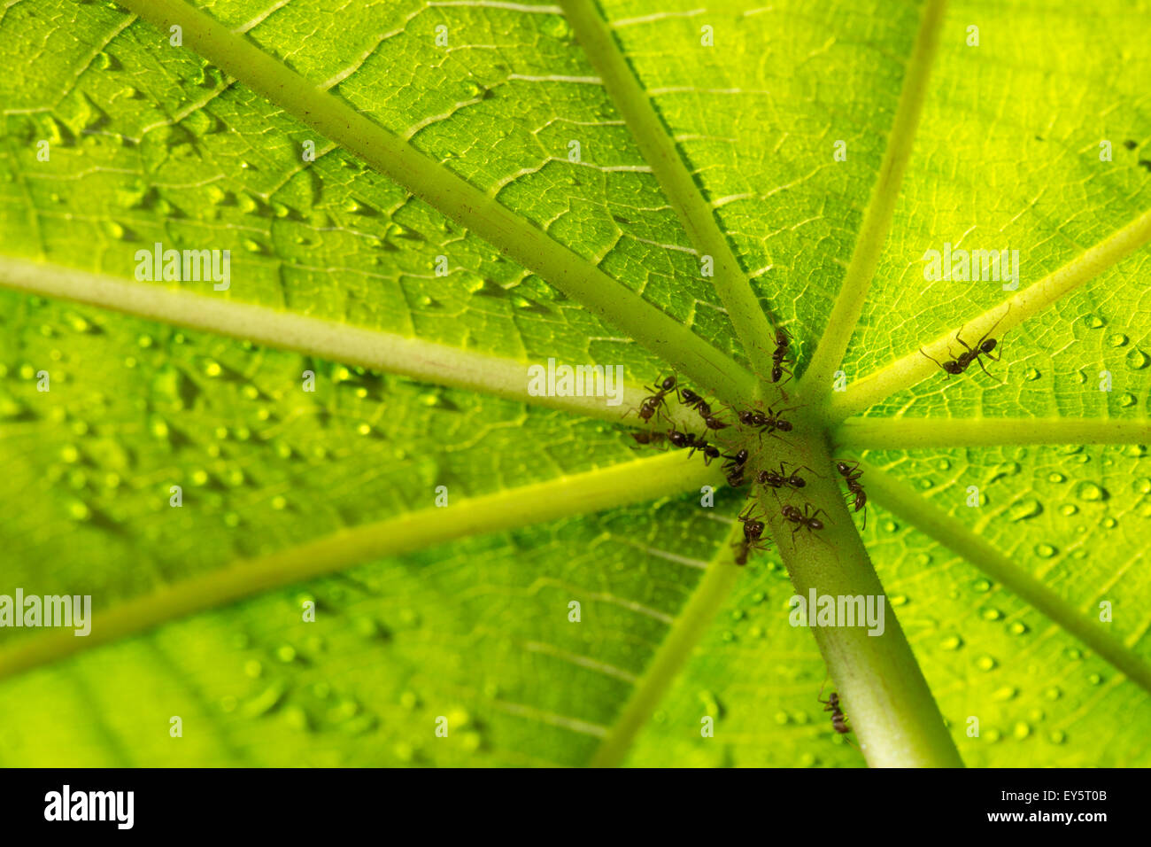 Aztec ants on Cecropias - Barro Colorado Panama The Aztec ants live in ...