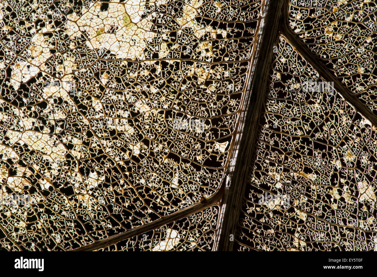 Leaf decomposition in forest - Barro Colorado Panama Stock Photo - Alamy