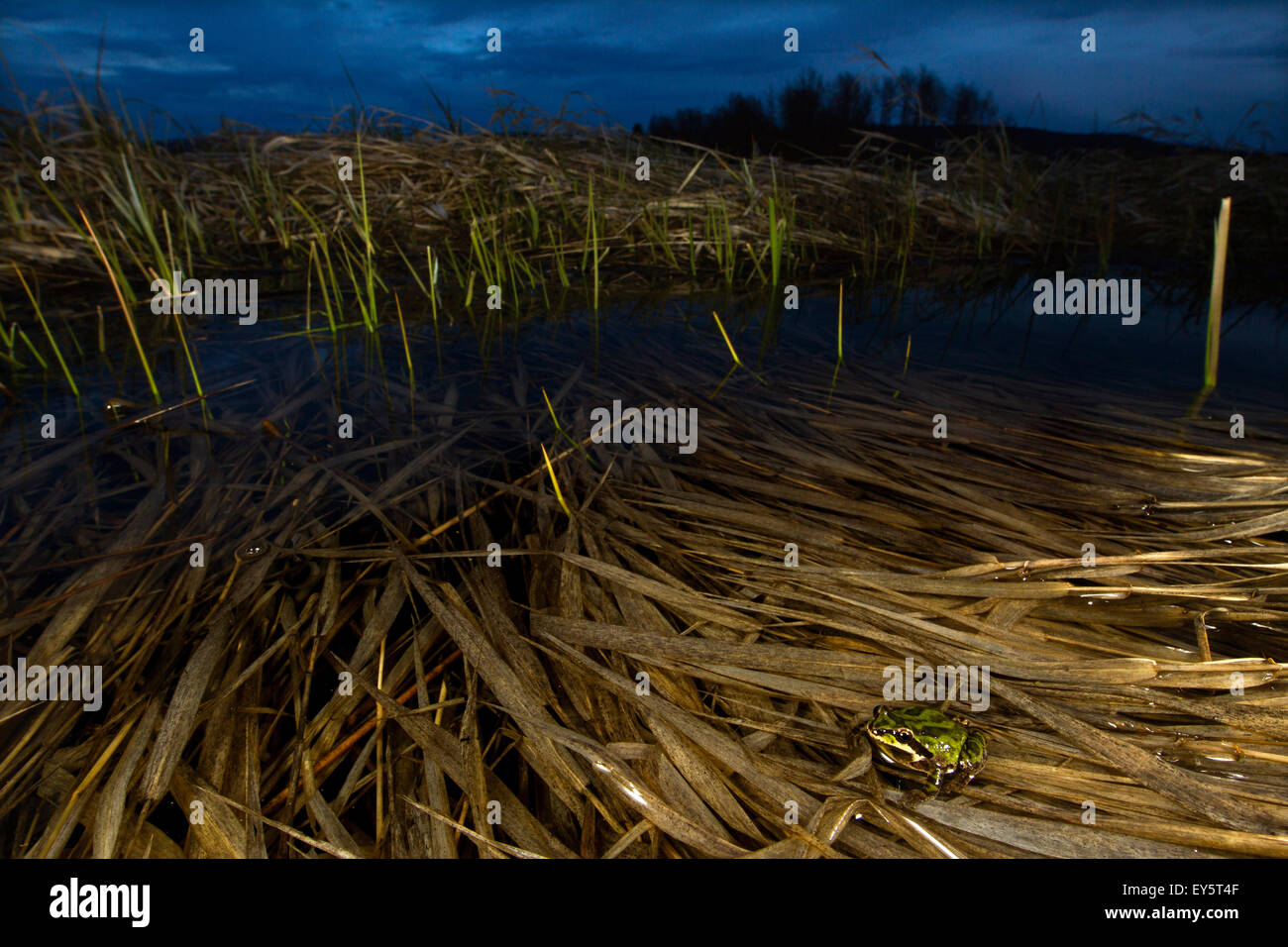 Pacific Tree Frog - Conboy Lake Washington USA Stock Photo - Alamy