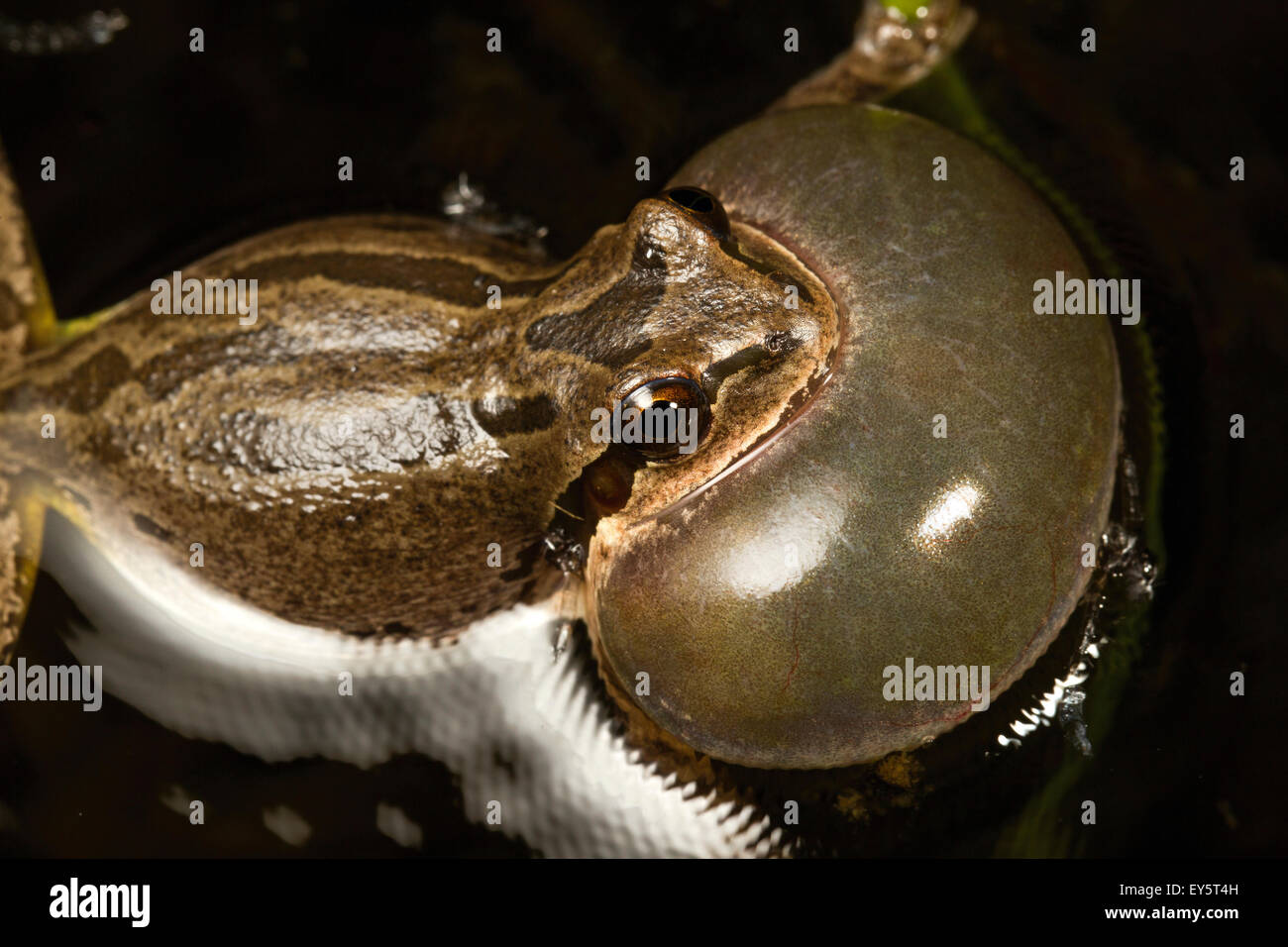 Pacific Tree Frog singing - Conboy Lake Washington USA Stock Photo - Alamy