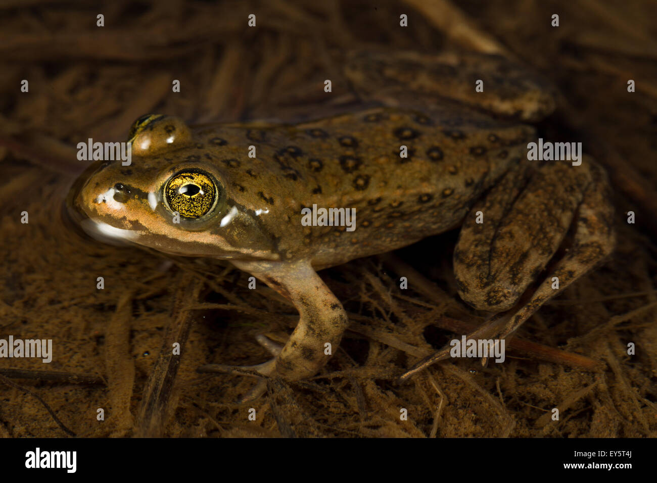 Oregon Spotted Frog - Conboy Lake Washington USA Stock Photo - Alamy