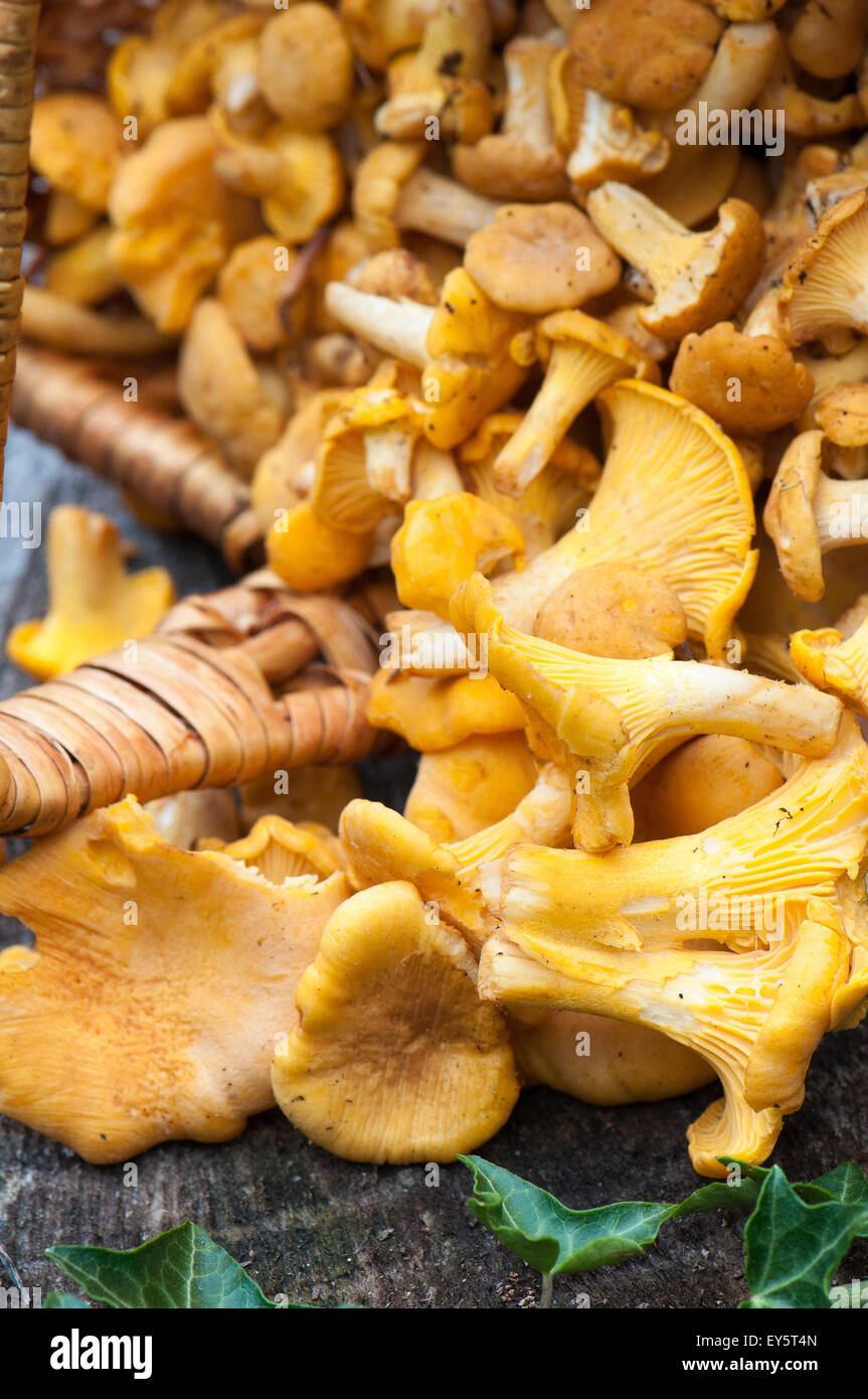 Harvest of chantarelle Stock Photo - Alamy
