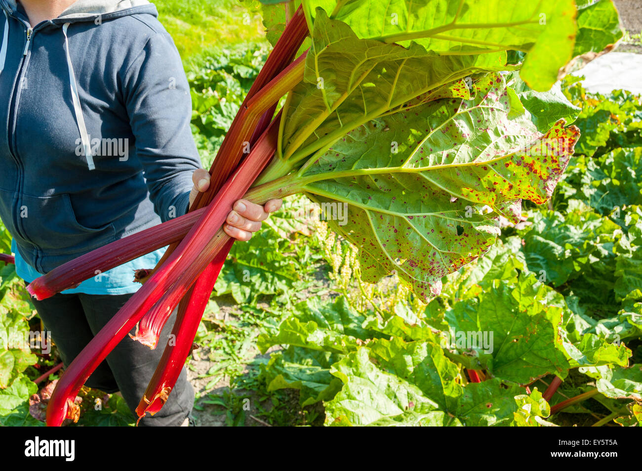 Harvest of rhubarb in a kitchen garden Stock Photo - Alamy