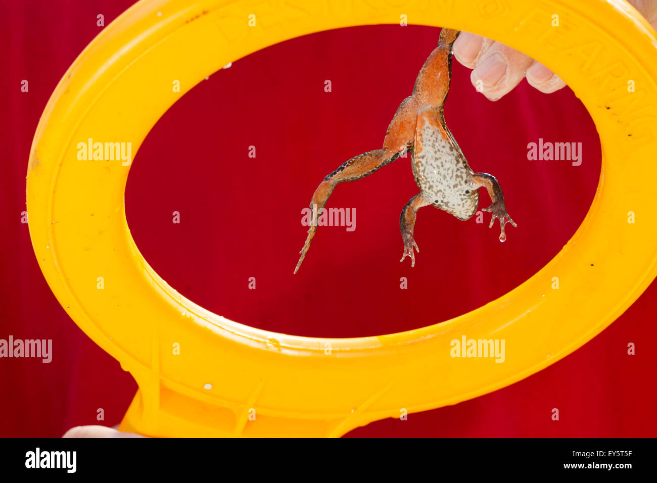 Marking Oregon Spotted Frog before releasing - USA Subcutaneous ...