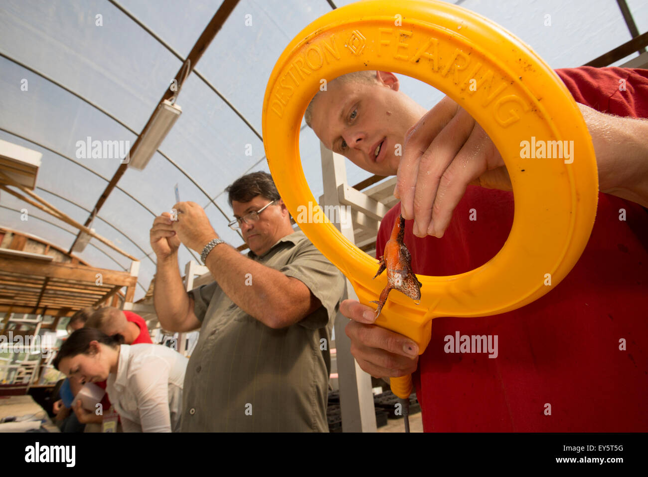 Marking Oregon Spotted Frog before releasing - USA Subcutaneous ...