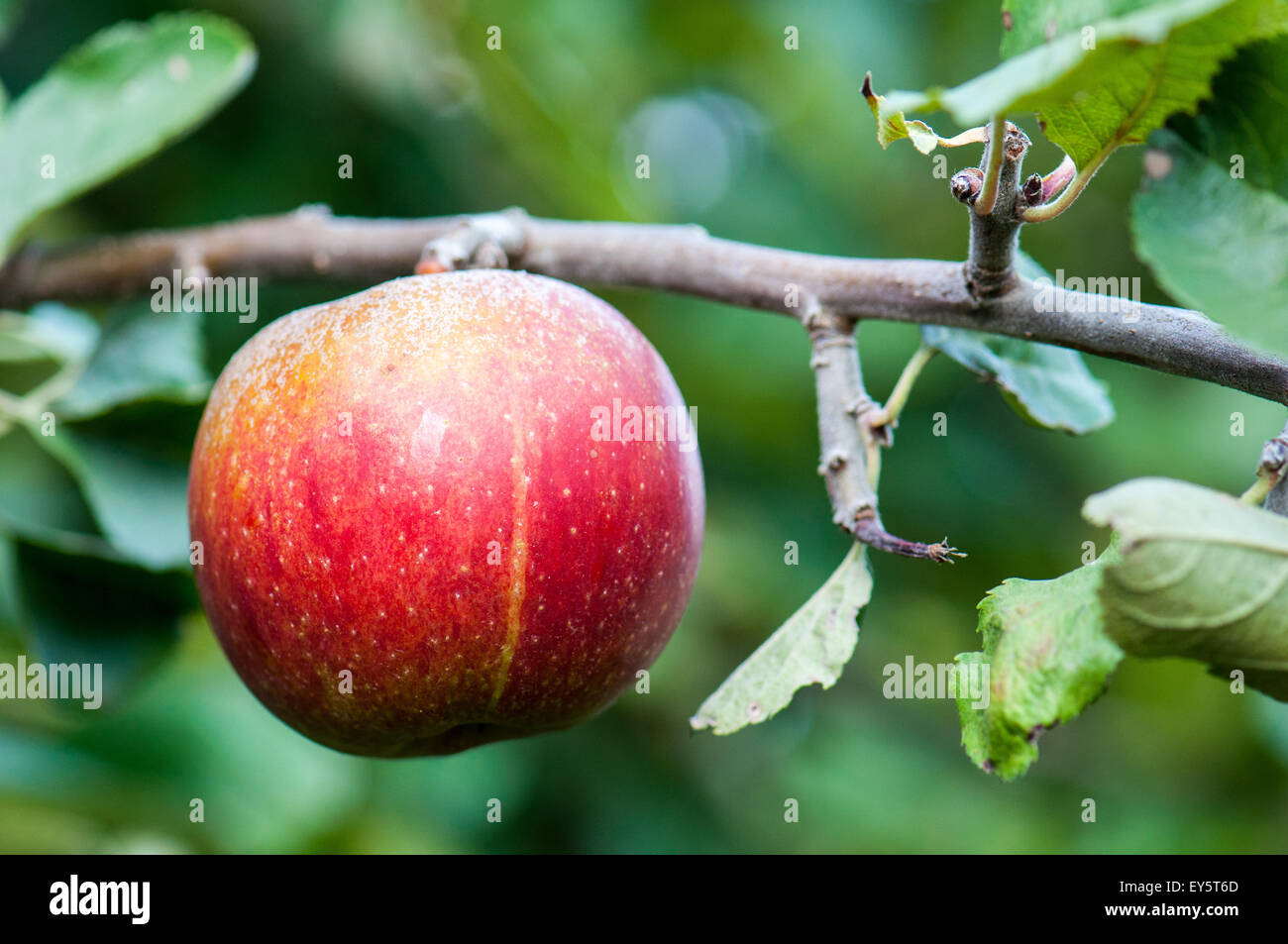 Apple tree 'Boskoop' in fruit in an orchard Stock Photo - Alamy