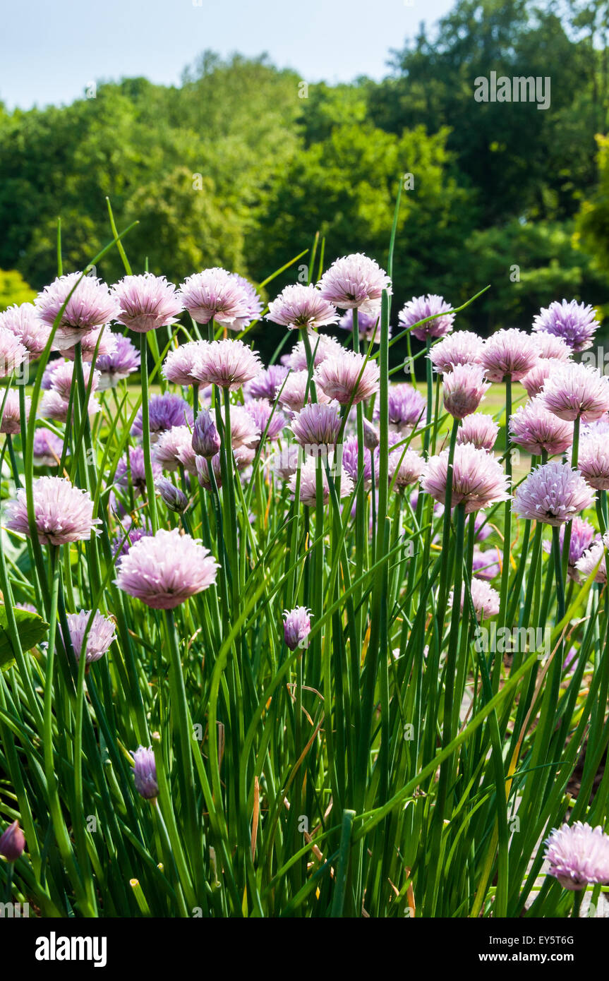 Chive in bloom in a garden Stock Photo - Alamy
