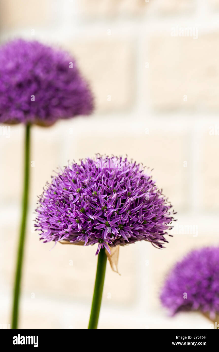 Ornament garlic in bloom in a garden Stock Photo - Alamy