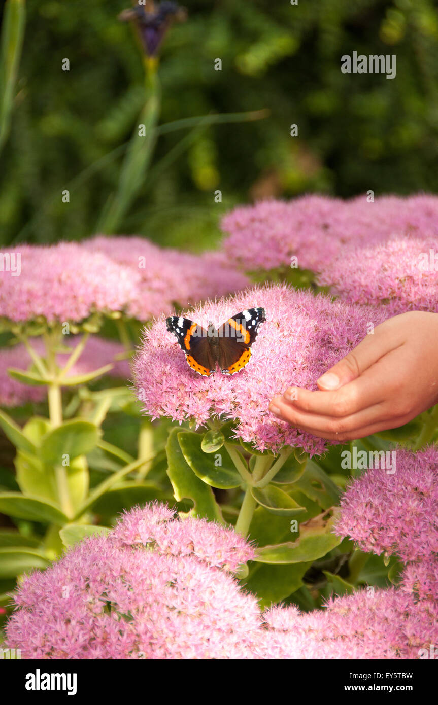 Child trying to catch a small tortoiseshell butterfly Stock Photo - Alamy