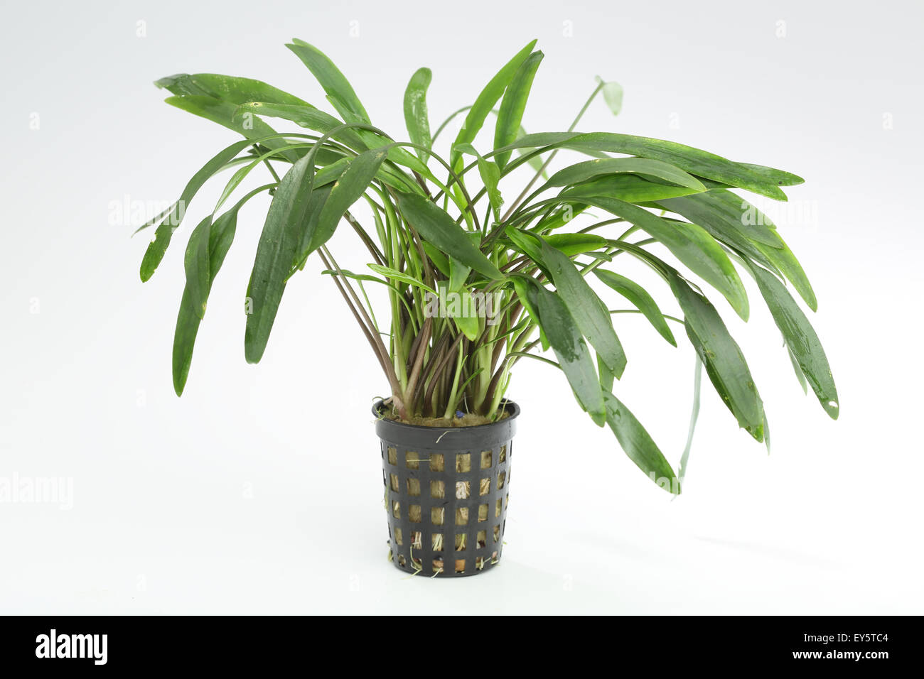 Cryptocoryne lucens in pot on white background Stock Photo - Alamy