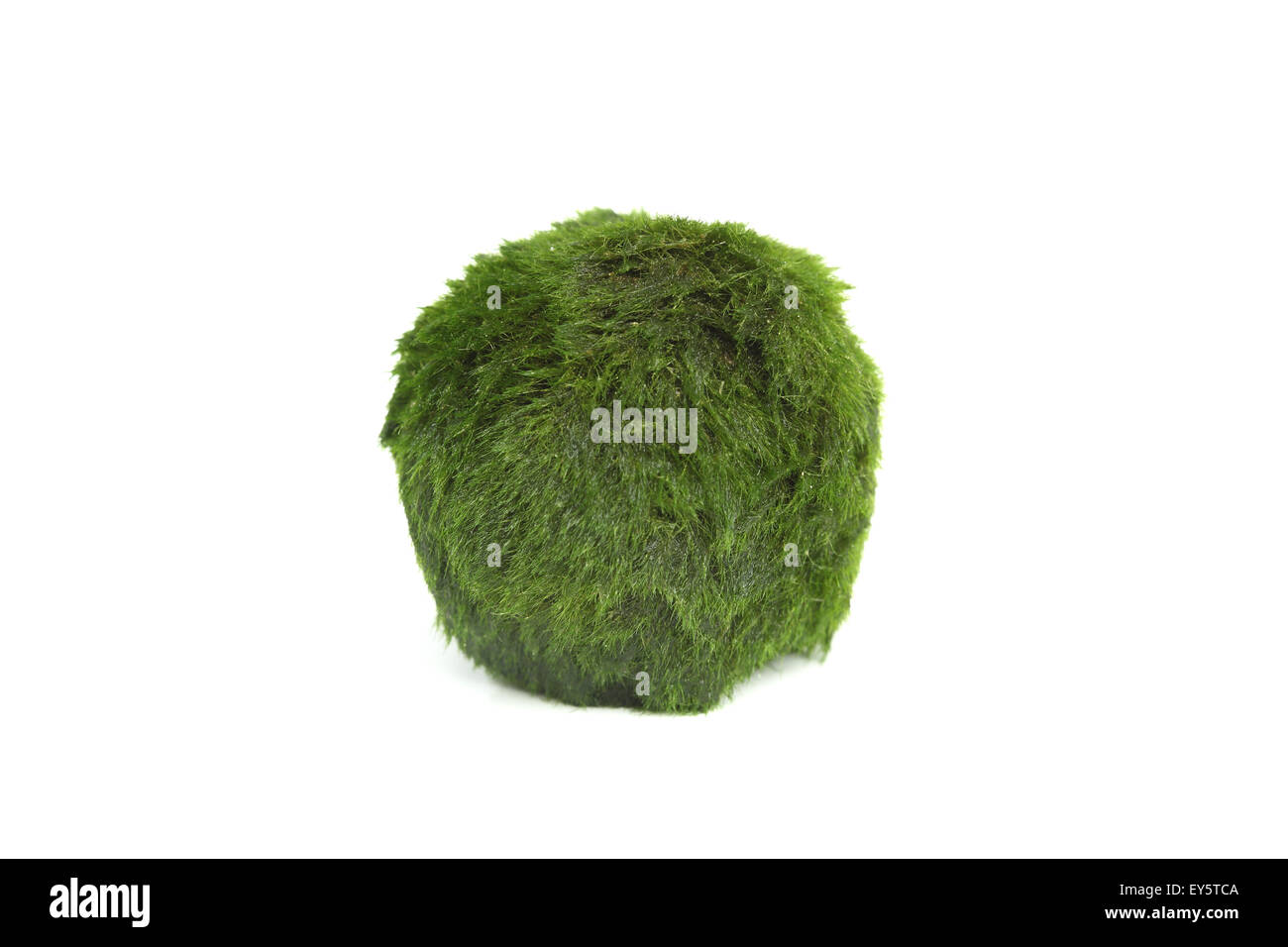Ball of moss hi-res stock photography and images - Alamy