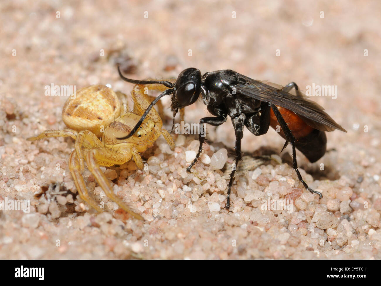 Spider Wasp capturing a Crab Spider - Northern Vosges France Stock ...