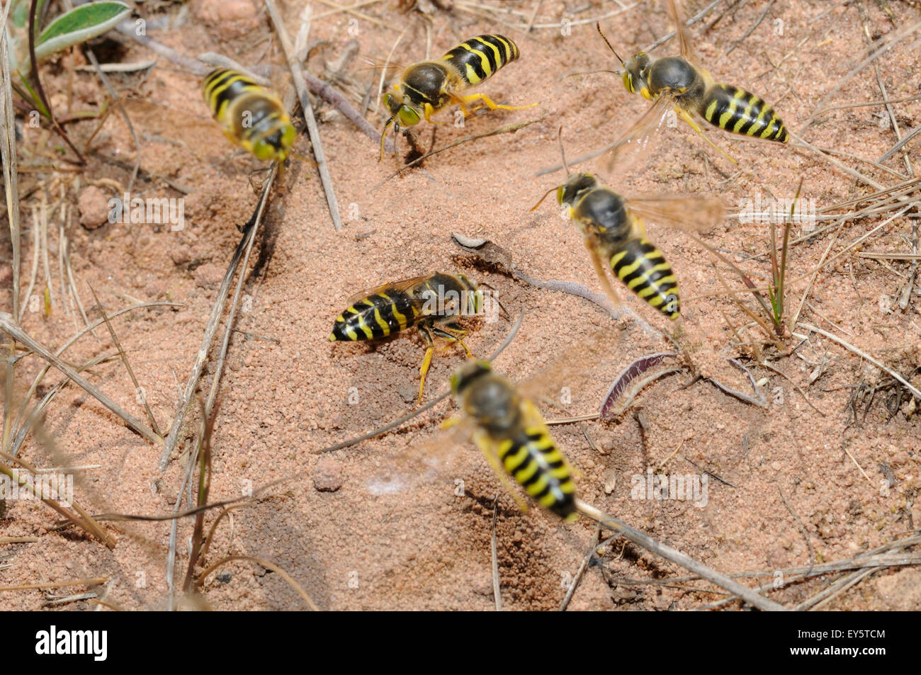 Sand Wasps in flight and female digging - Northern Vosges Stock Photo ...
