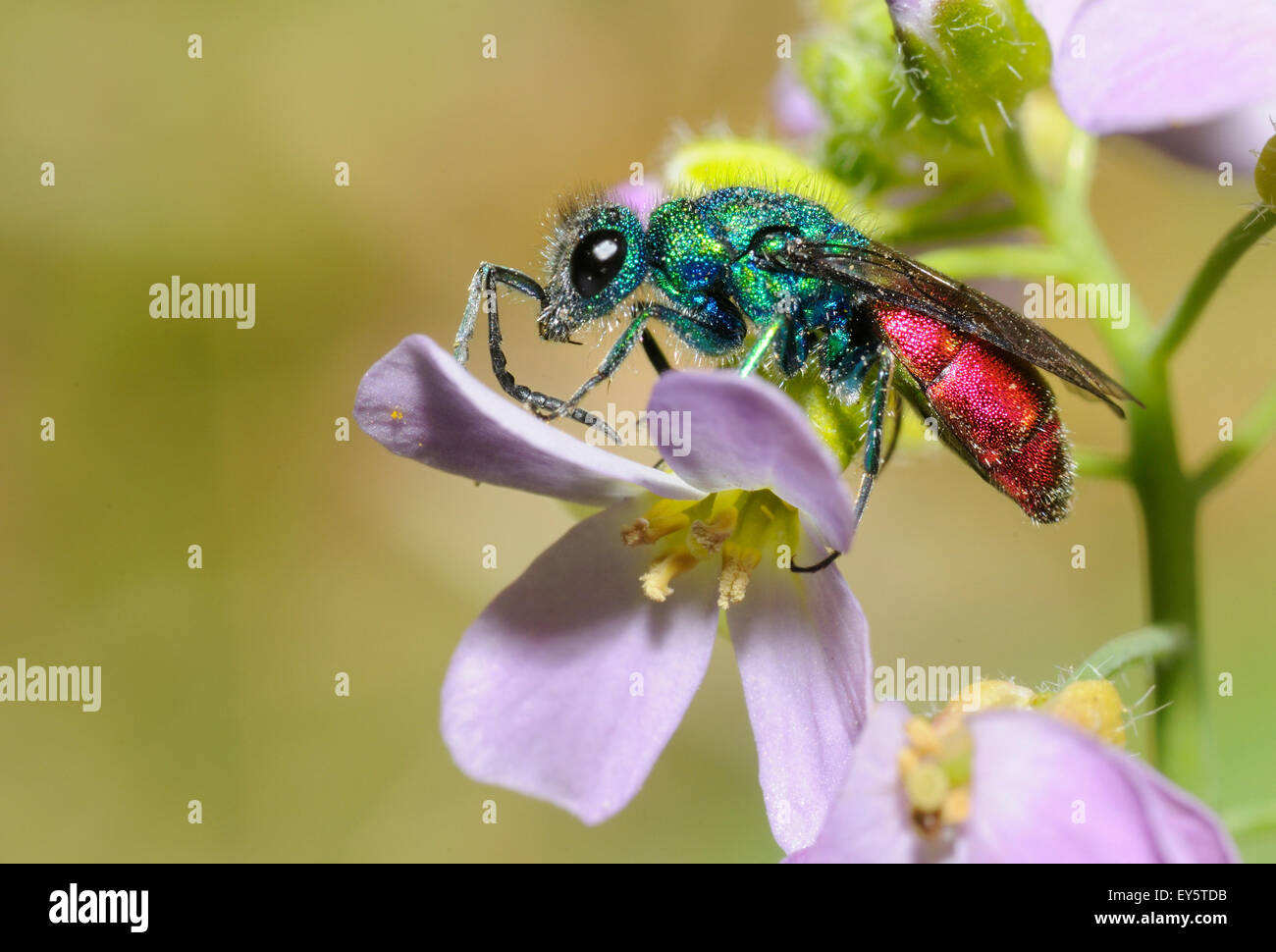 Ruby-tailled Wasp on Bittercress flower - Northern Vosges Stock Photo ...