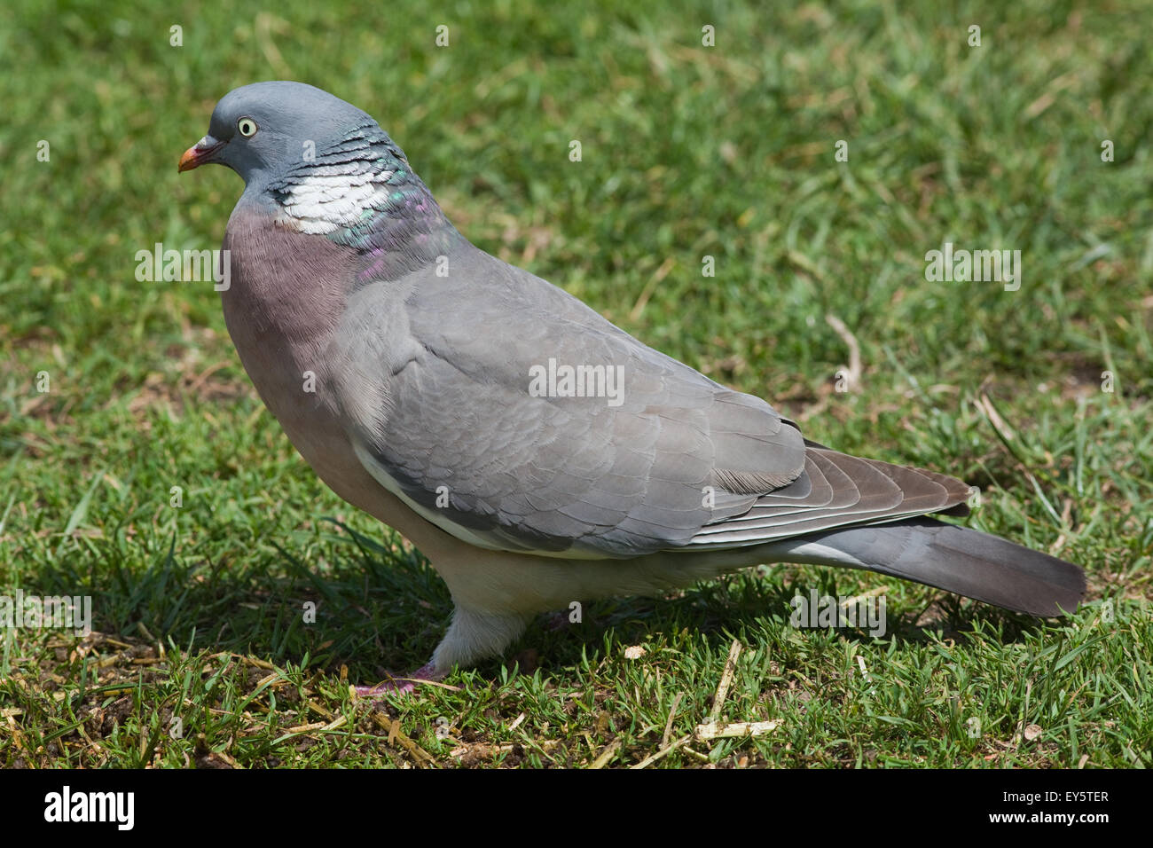 Engorged hi-res stock photography and images - Alamy