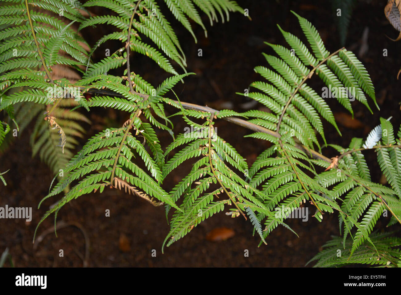 Silver ferns hi-res stock photography and images - Alamy