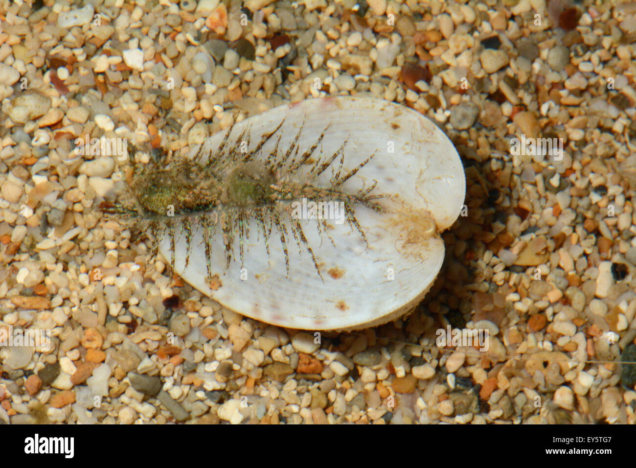 Pacific half cockle on sand - New Caledonia Stock Photo - Alamy