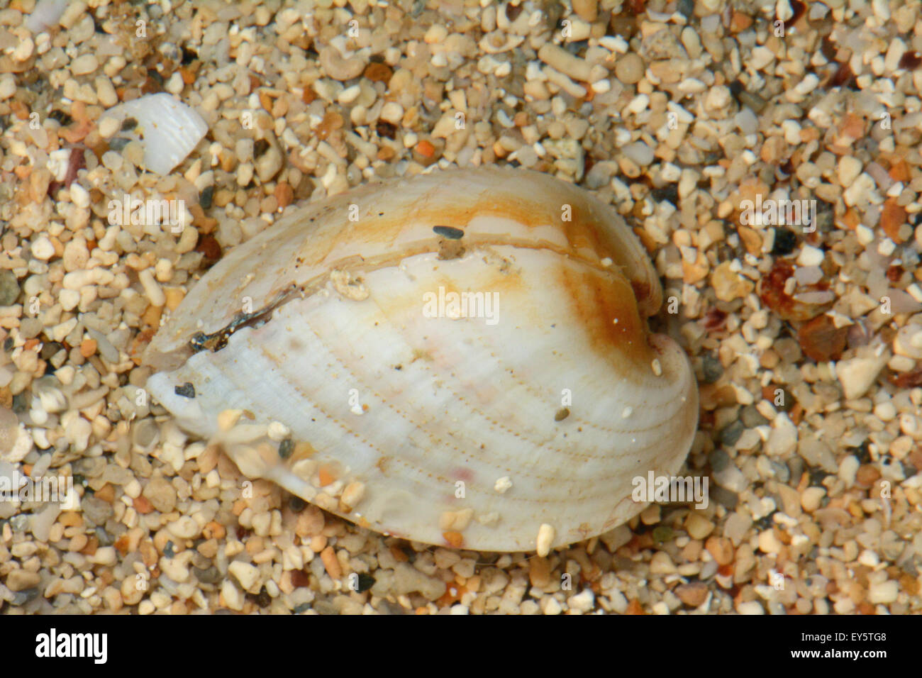 Pacific half cockle on sand - New Caledonia Stock Photo - Alamy