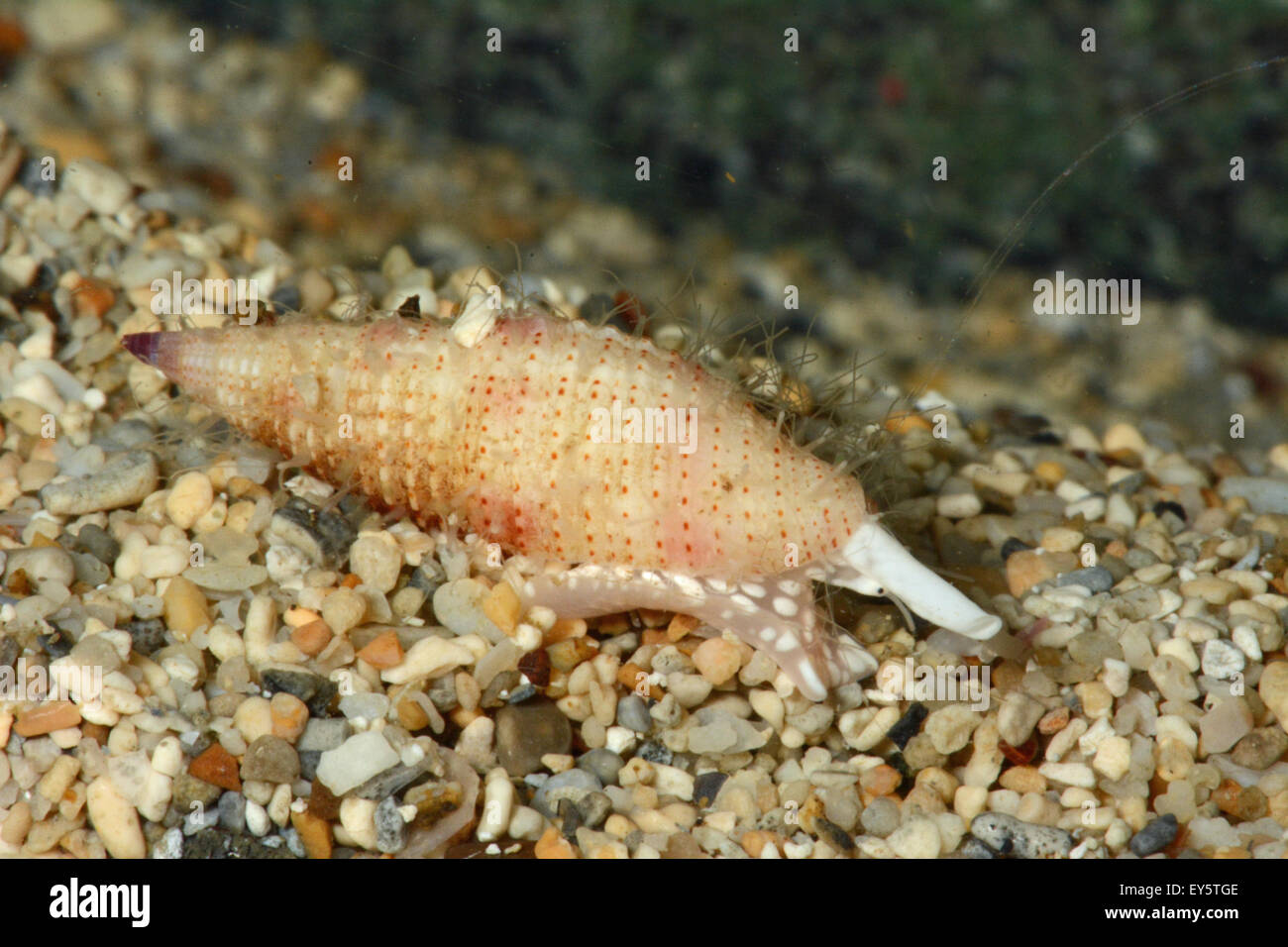 Mitre Shell High Resolution Stock Photography and Images - Alamy