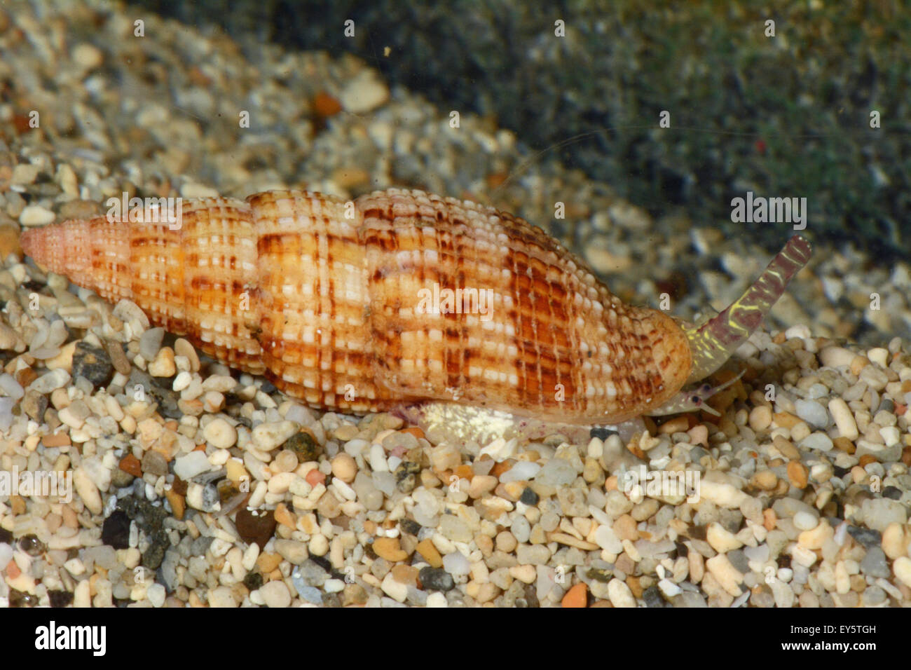 Pinpricked Mitre on sand - New Caledonia Stock Photo - Alamy